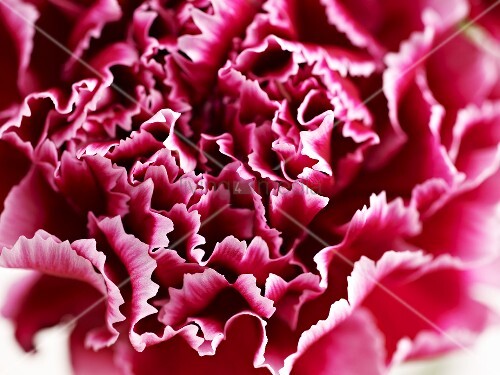 Rote Nelken (Nahaufnahme) – Bild kaufen – 00708375 living4media
